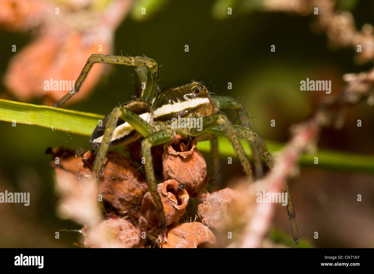 A juvenile raft spider perched on heather at Thursley Common National ...