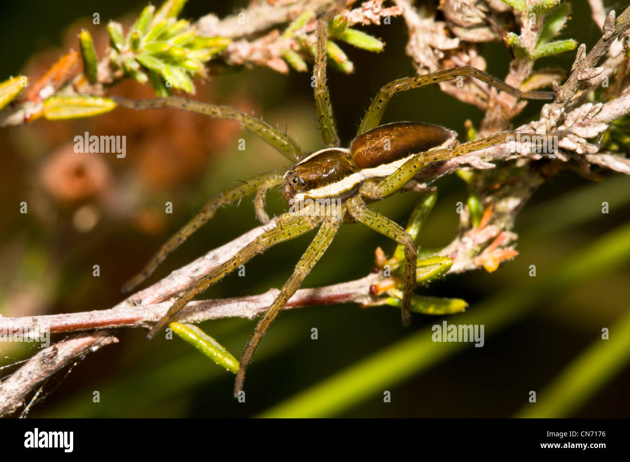A juvenile raft spider perched on heather at Thursley Common National ...