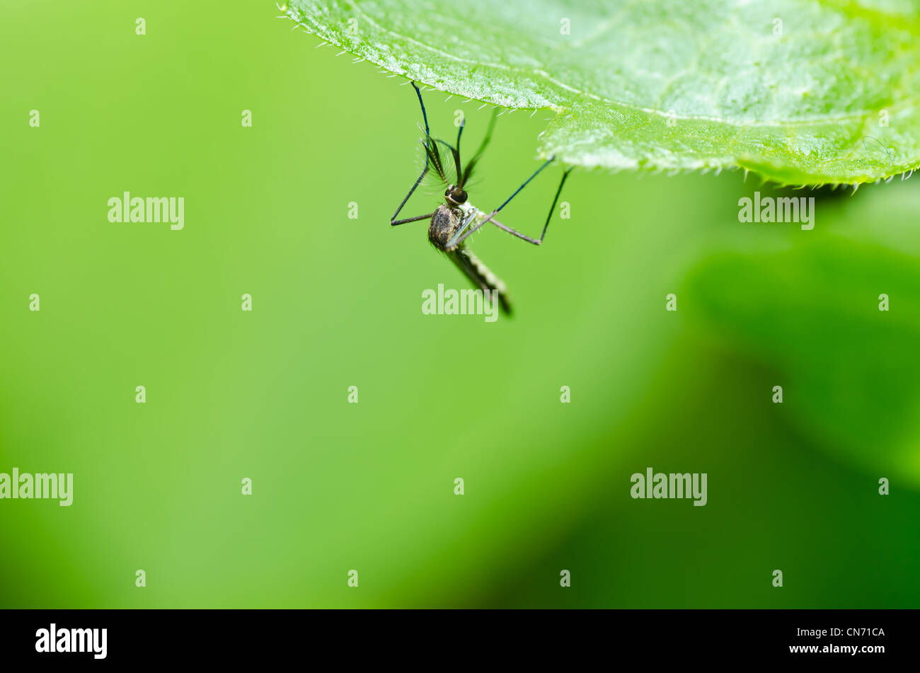 mosquito in nature or in the city Stock Photo - Alamy