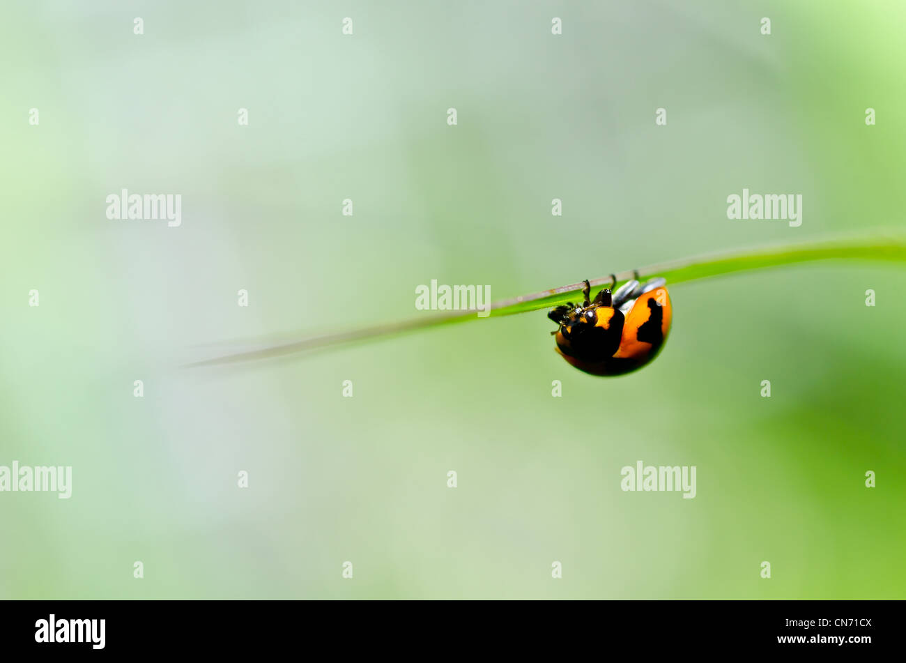 ladybug in the green nature or in the garden Stock Photo - Alamy