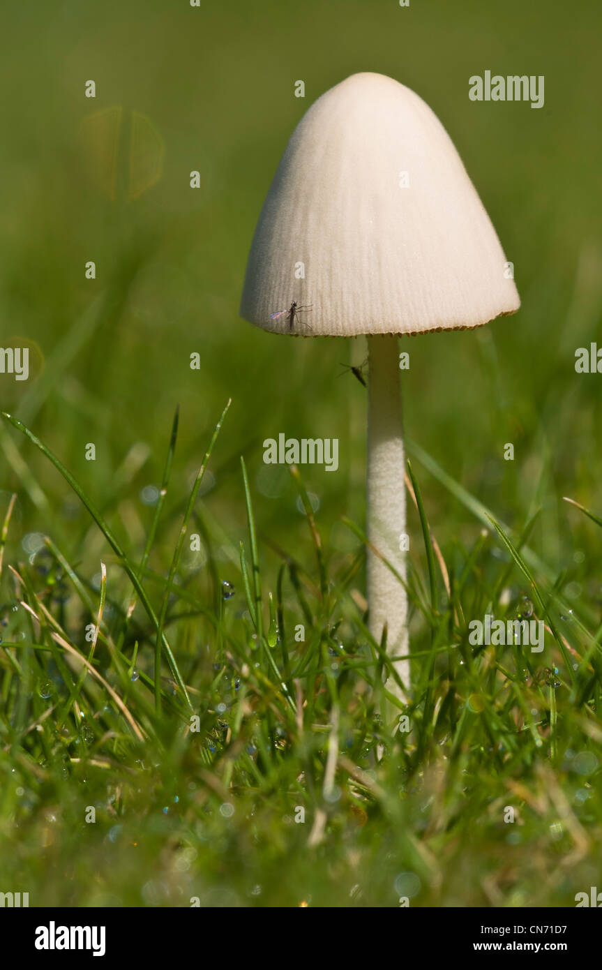 Milky conecap conocybe apala hi-res stock photography and images - Alamy