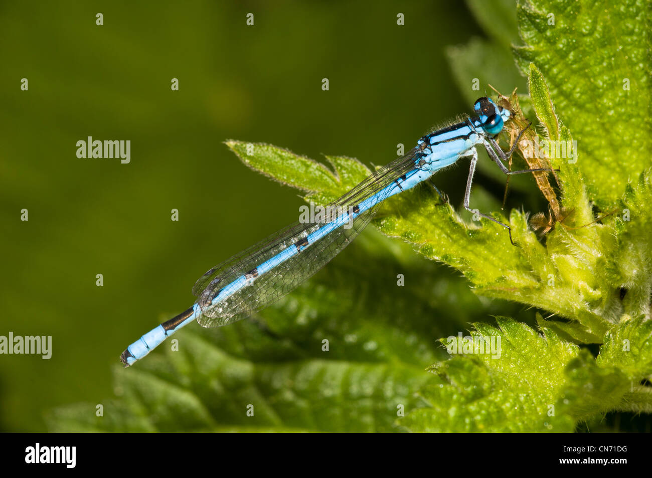 A male common blue damselfly (Enellagma cyathigerum) perched on a ...