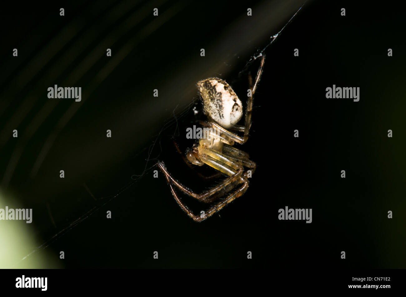 A common stretch spider (Tetragnatha extensa) pulling on its web to ...