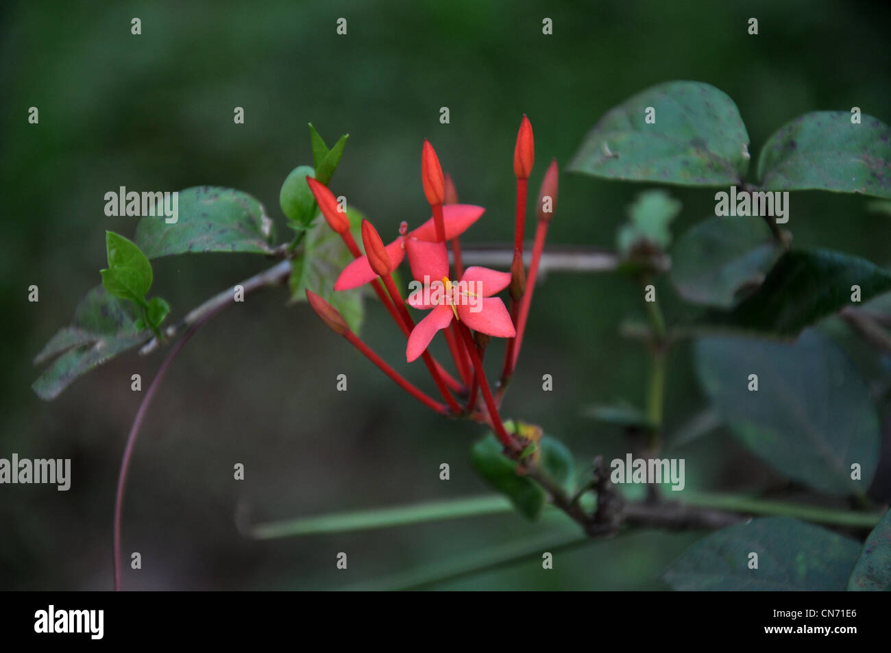 West indian jasmine hi-res stock photography and images - Alamy