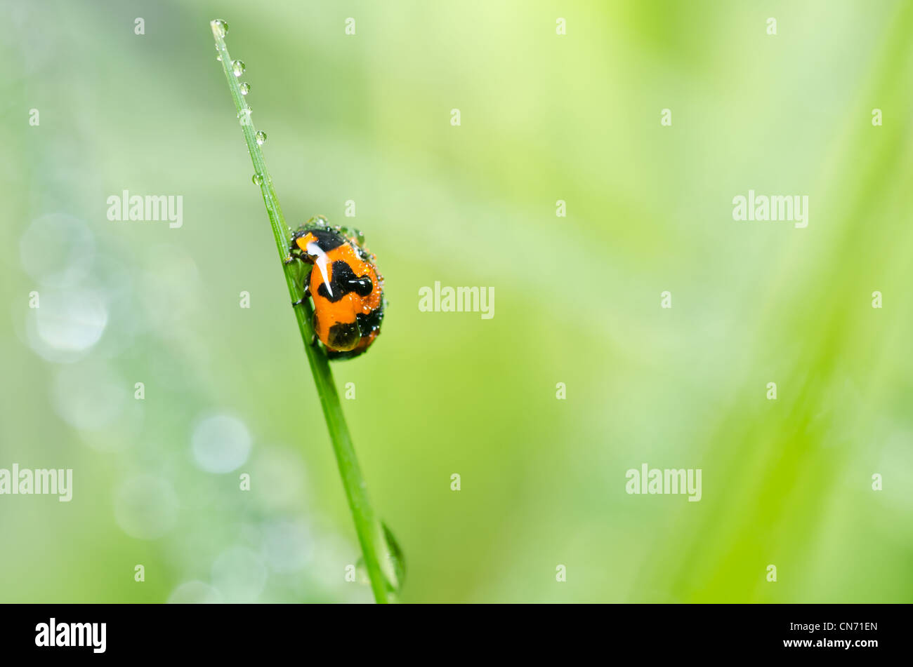 ladybug in the green nature or in the garden Stock Photo - Alamy
