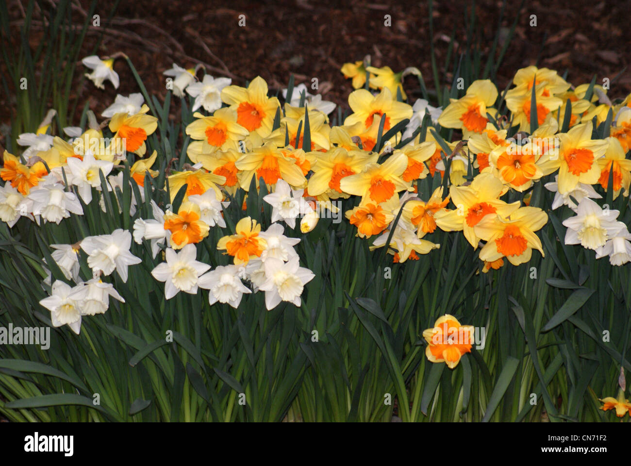 Variety of colorful Daffodils Stock Photo - Alamy