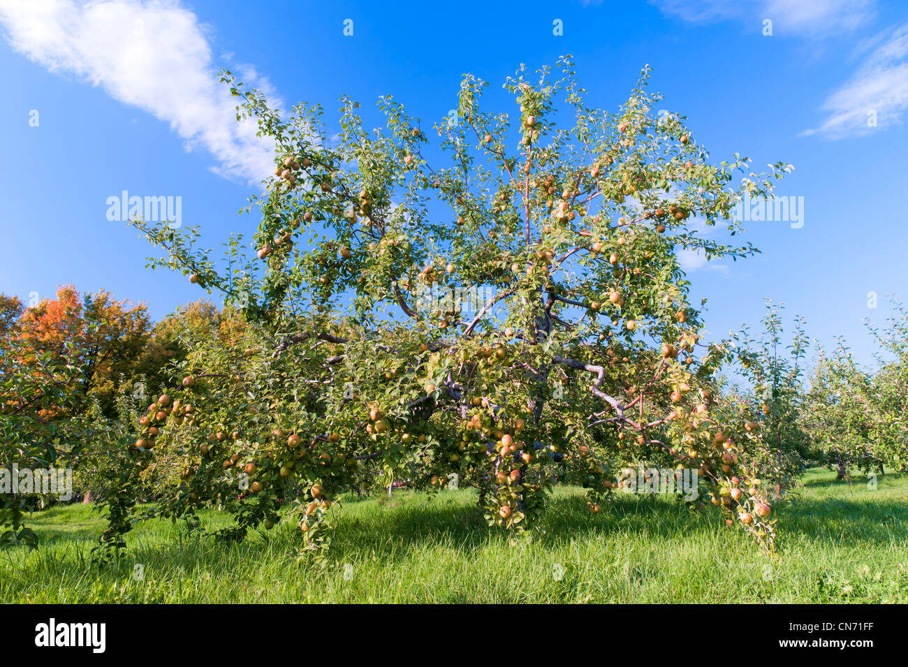Fruits trees in orchard hi-res stock photography and images - Alamy