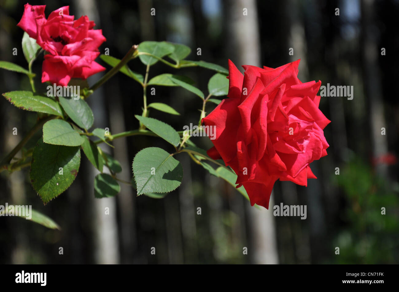 A close up of a Red Rose with stem Stock Photo - Alamy
