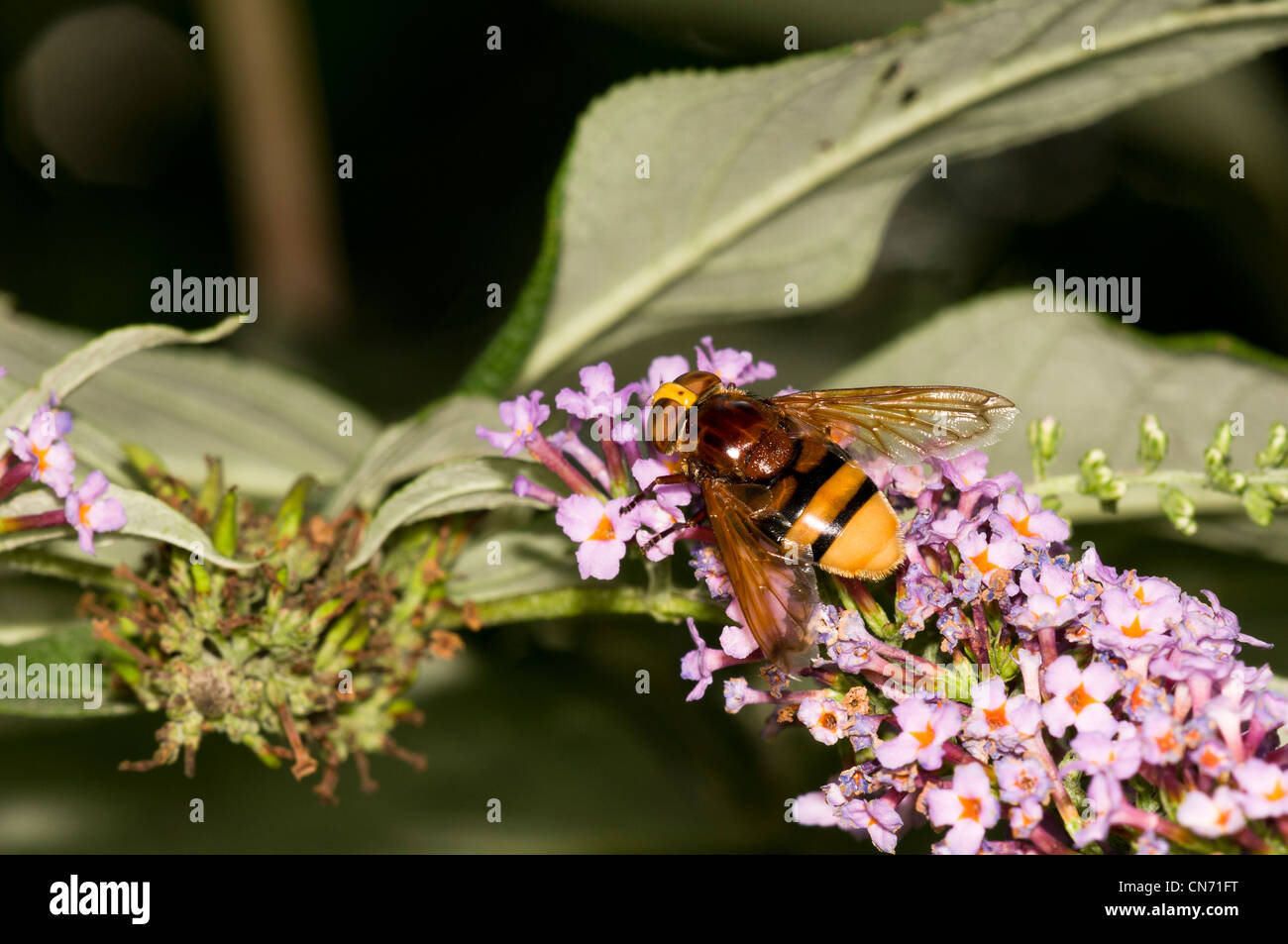 The UK's largest hoverfly (Volucella zonaria) feeding on Buddleia at ...