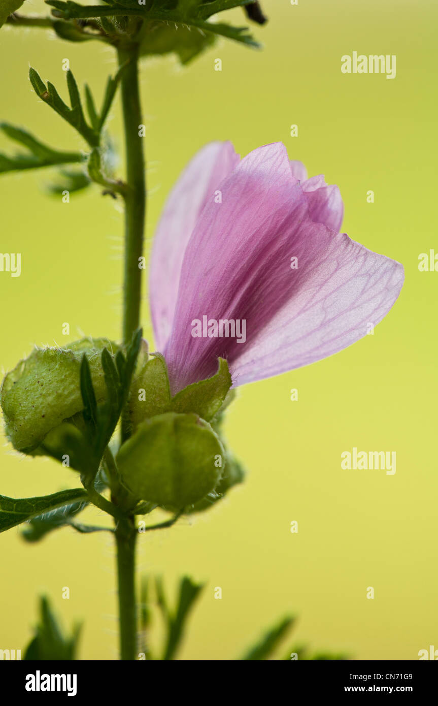 A single freshly opened bloom of musk-mallow (Malva moschata) in a ...