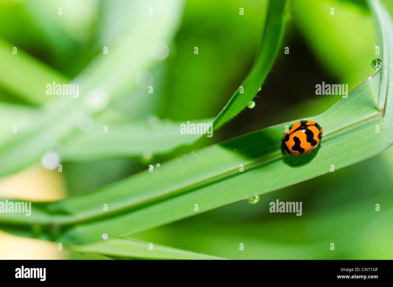 ladybug in the green nature or in the garden Stock Photo - Alamy