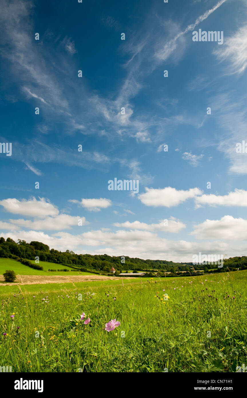 A summer wildflower meadow between the villages of Cudham and Downe in ...