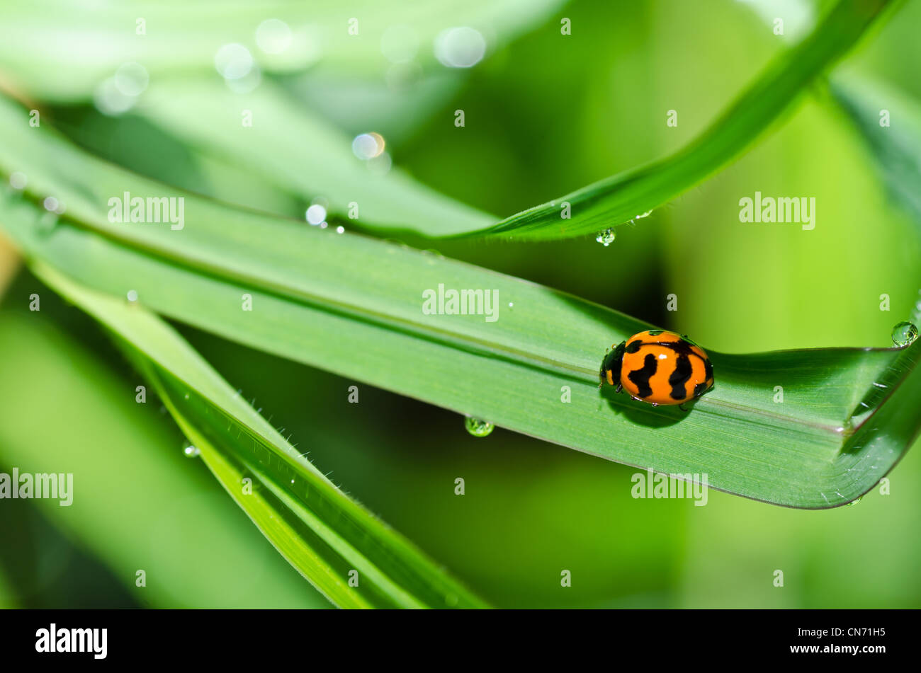 ladybug in the green nature or in the garden Stock Photo - Alamy