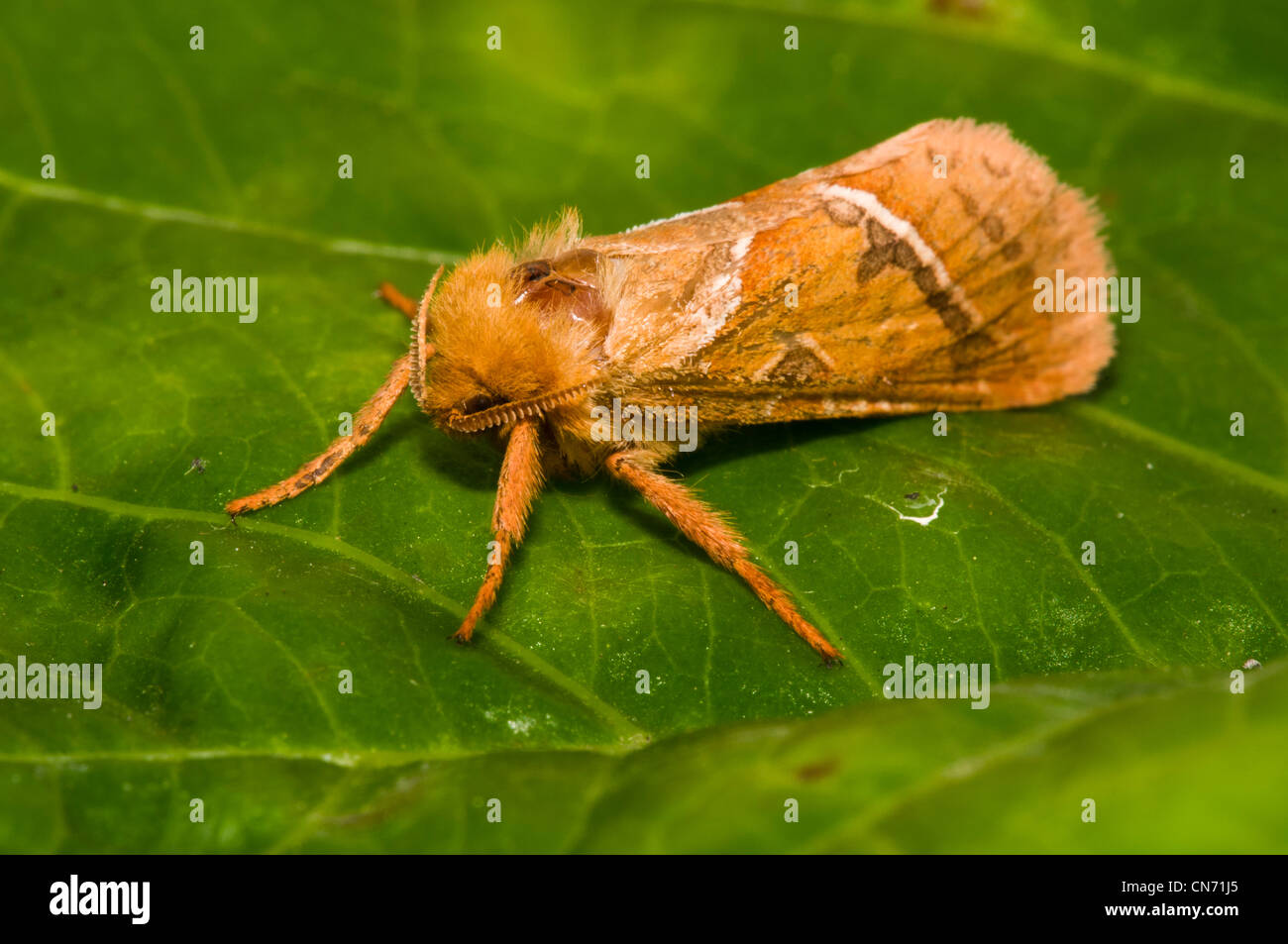 A male orange swift moth perched on a leaf Stock Photo - Alamy