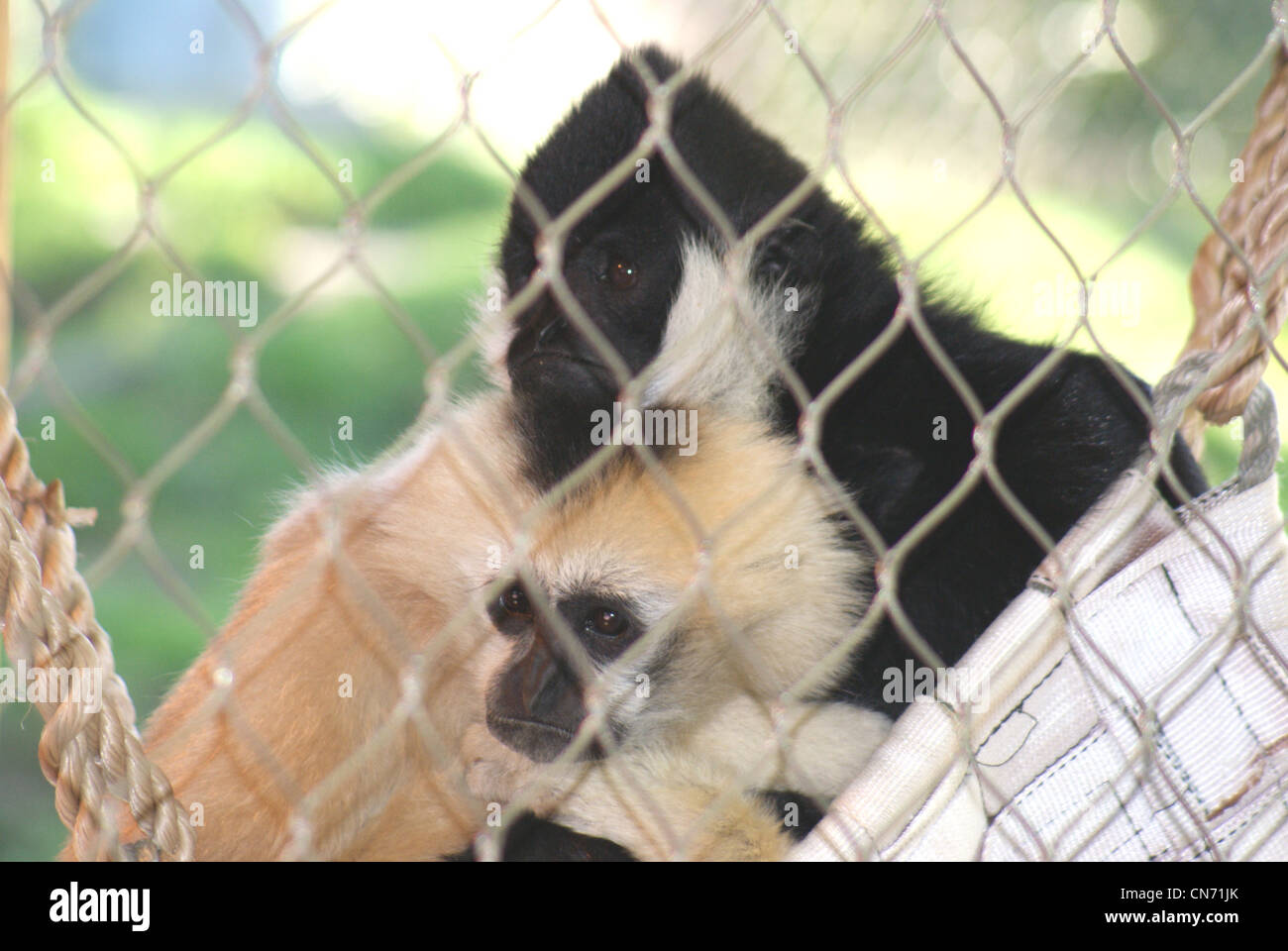 Monkeys cuddling in swing Stock Photo - Alamy