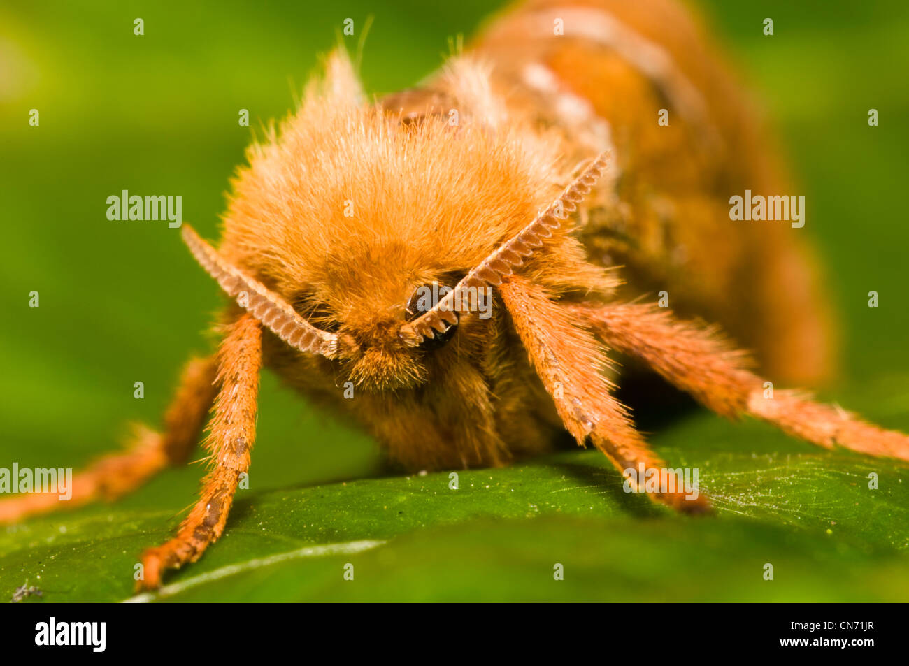 A male orange swift moth perched on a leaf and seen head on Stock Photo ...