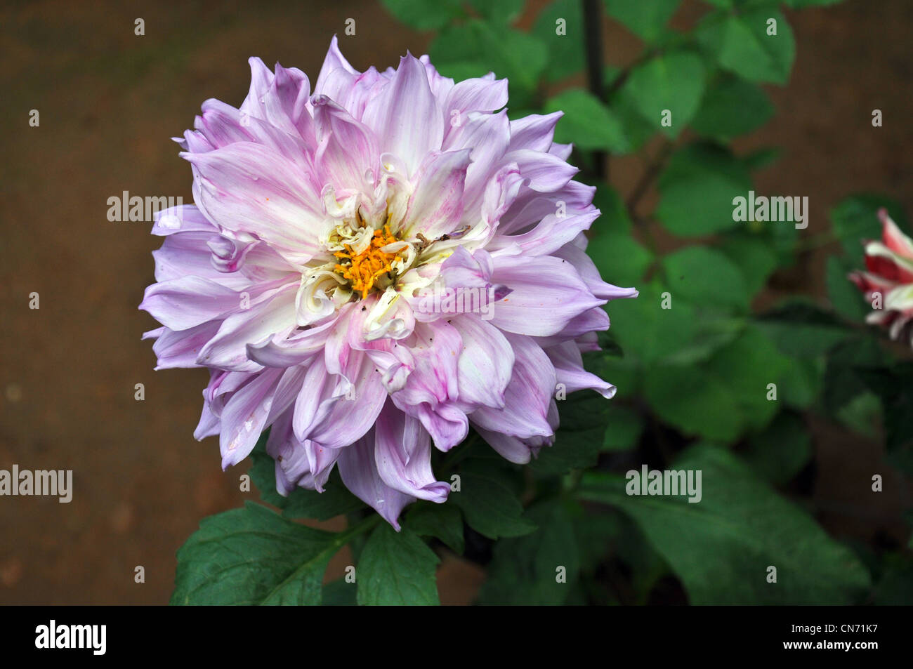 A close up of a Flower Stock Photo - Alamy