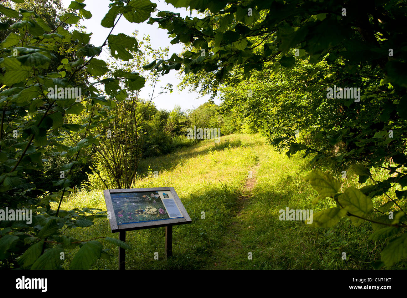 Downe Bank Nature Reserve, Charles Darwin's "Orchis Bank" mentioned in ...