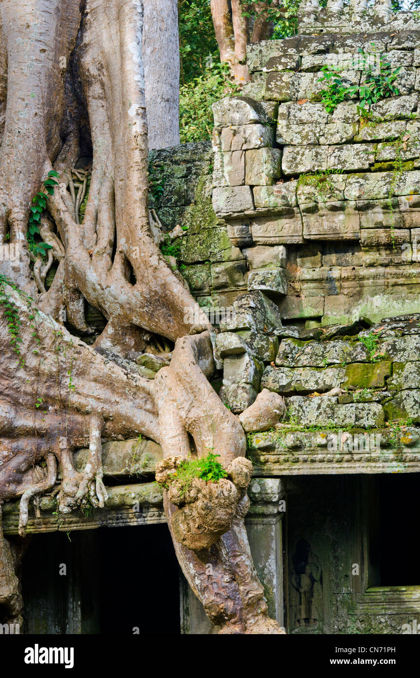 Angkor tree roots hi-res stock photography and images - Alamy
