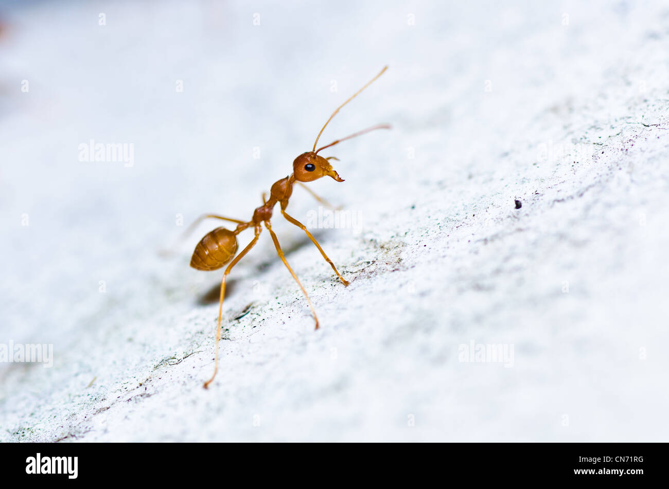 red ant in green nature or in the garden Stock Photo - Alamy