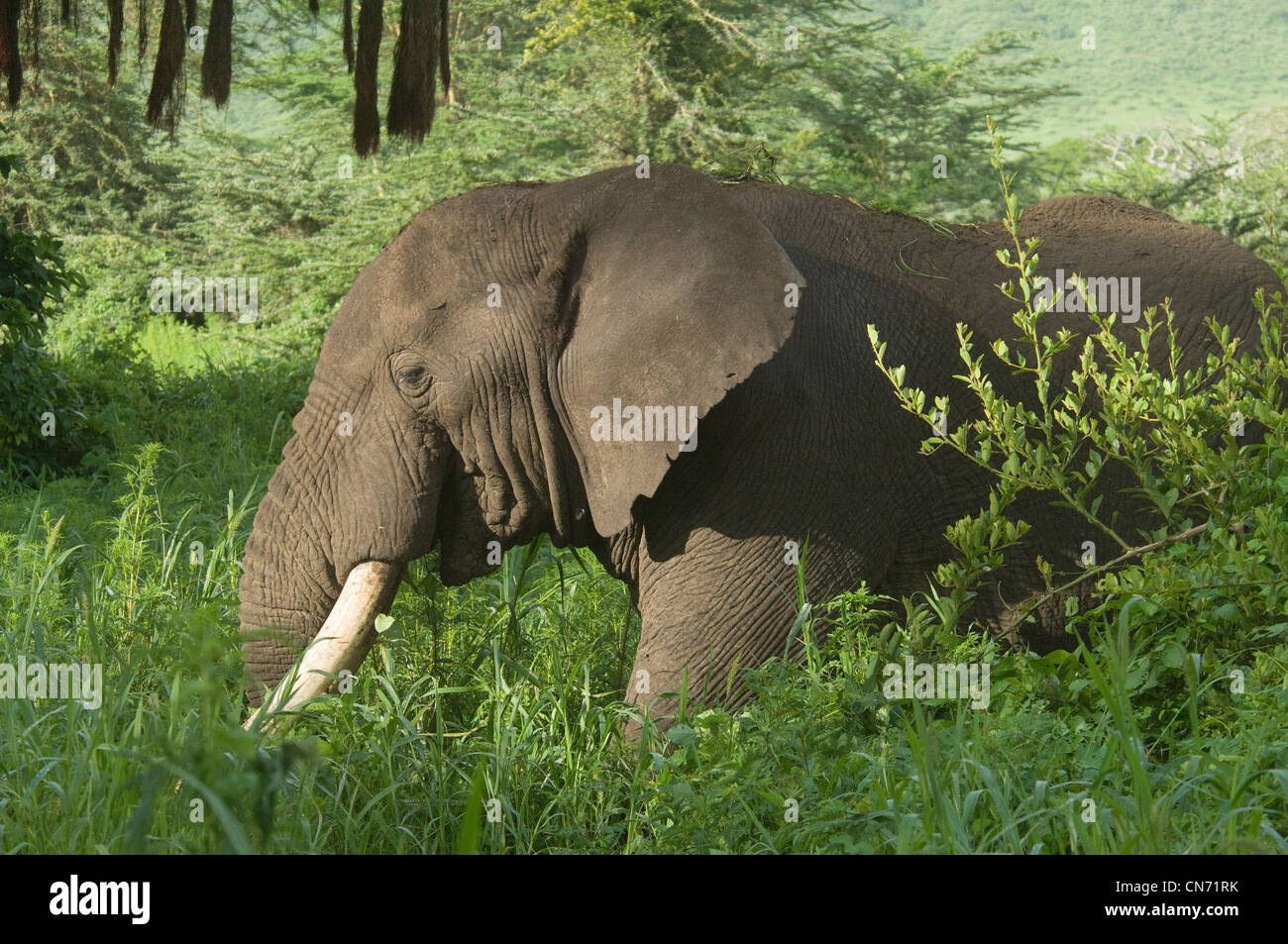 African forest elephant hi-res stock photography and images - Alamy