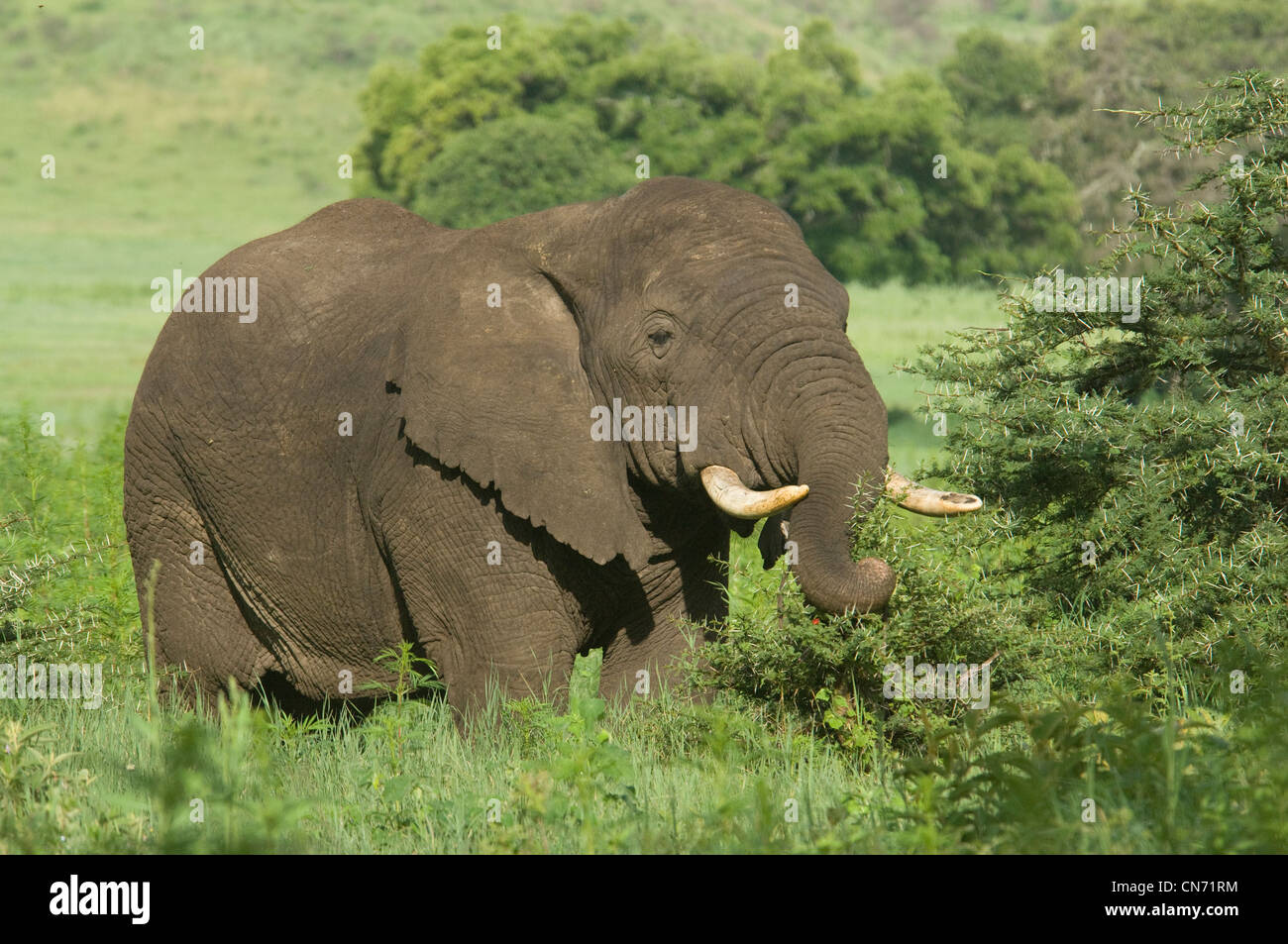 Bull elephants in forest, feeding Stock Photo - Alamy