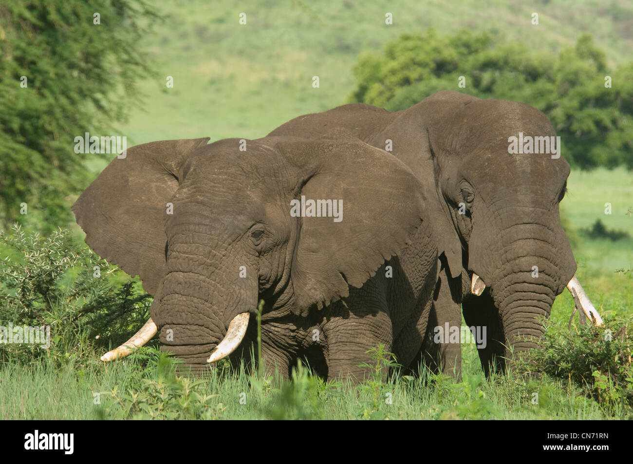 Bull elephants hi-res stock photography and images - Alamy