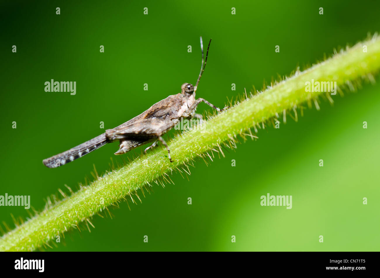grasshopper in green nature or in the garden Stock Photo - Alamy