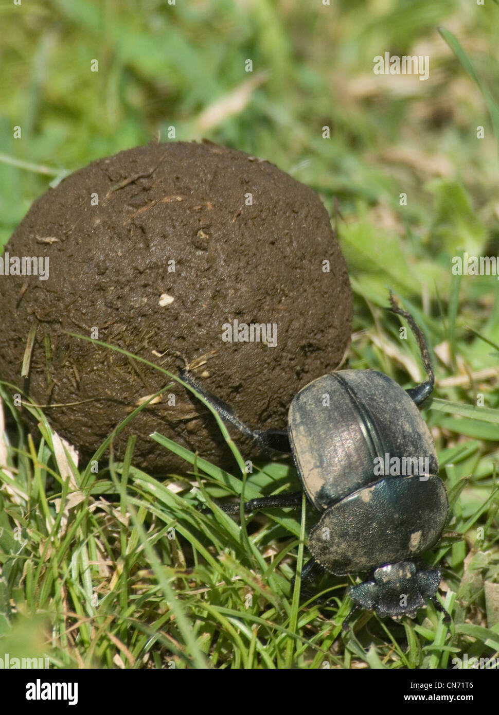 Serengeti africa tanzania beetle hi-res stock photography and images ...