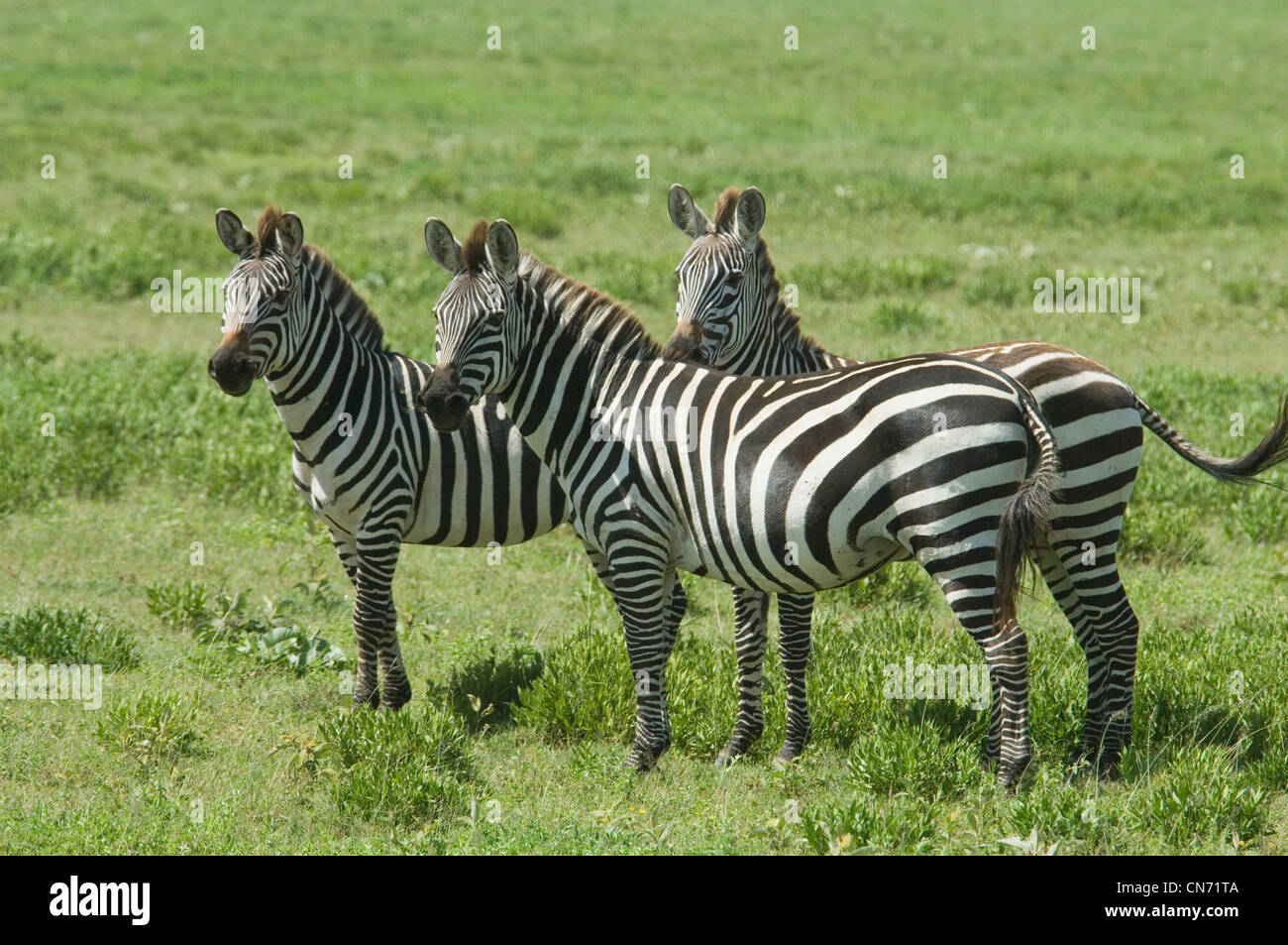 Watching intently hi-res stock photography and images - Alamy