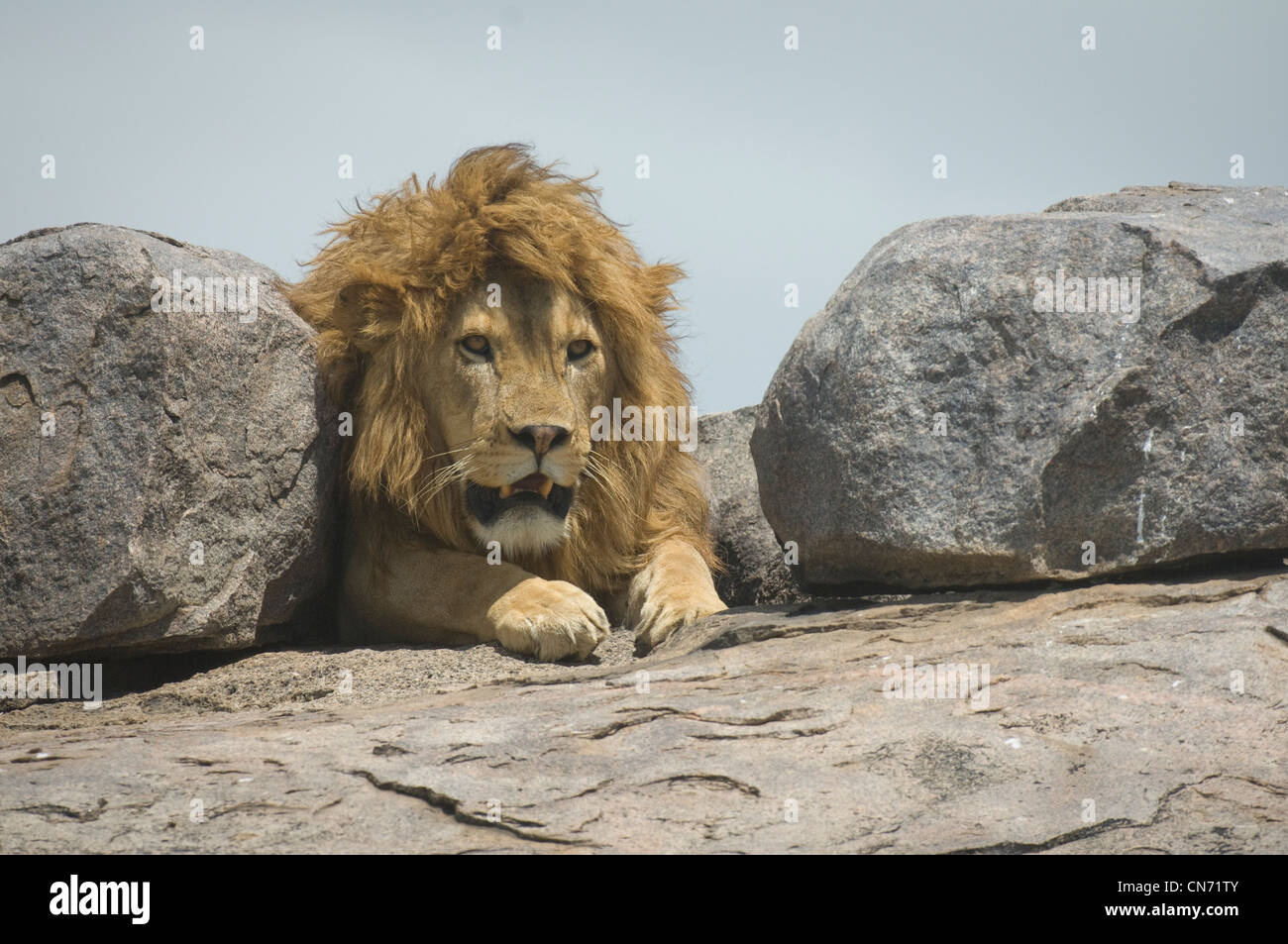 Lion on kopje Stock Photo - Alamy