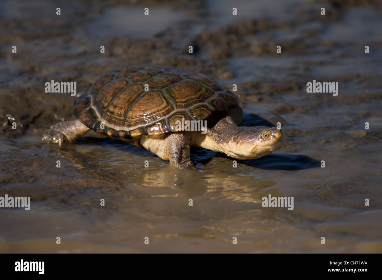 Pancake turtle hi-res stock photography and images - Alamy