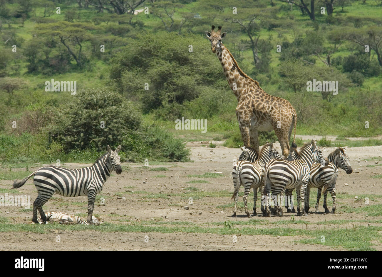Zebras and giraffe near woods Stock Photo - Alamy