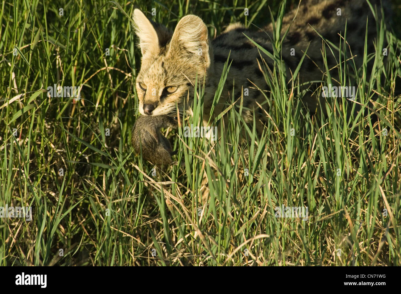 Tanzania rat hi-res stock photography and images - Alamy