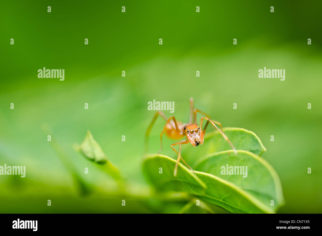 red ant spider in green nature or in the forest Stock Photo - Alamy