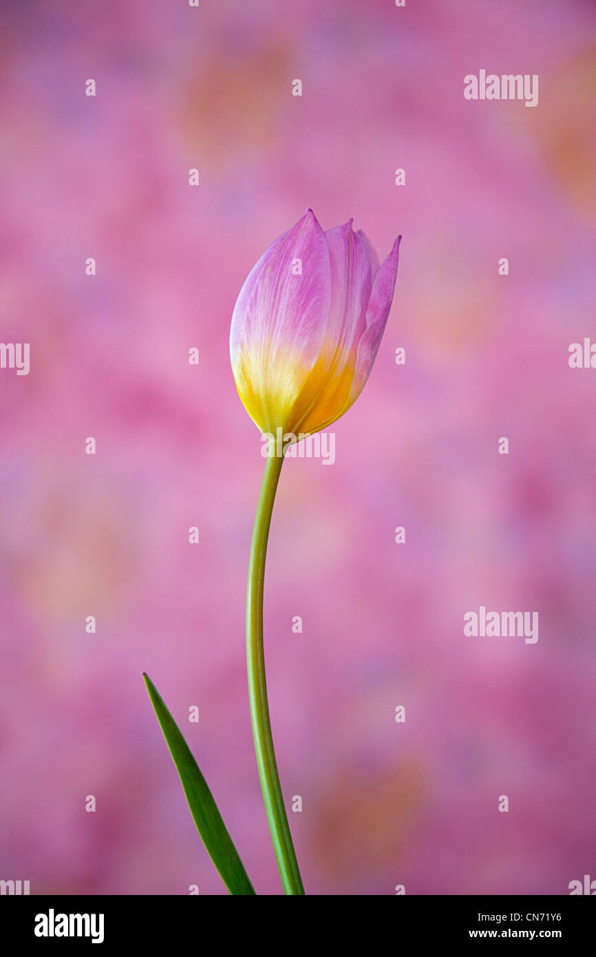 Magenta background hi-res stock photography and images - Alamy