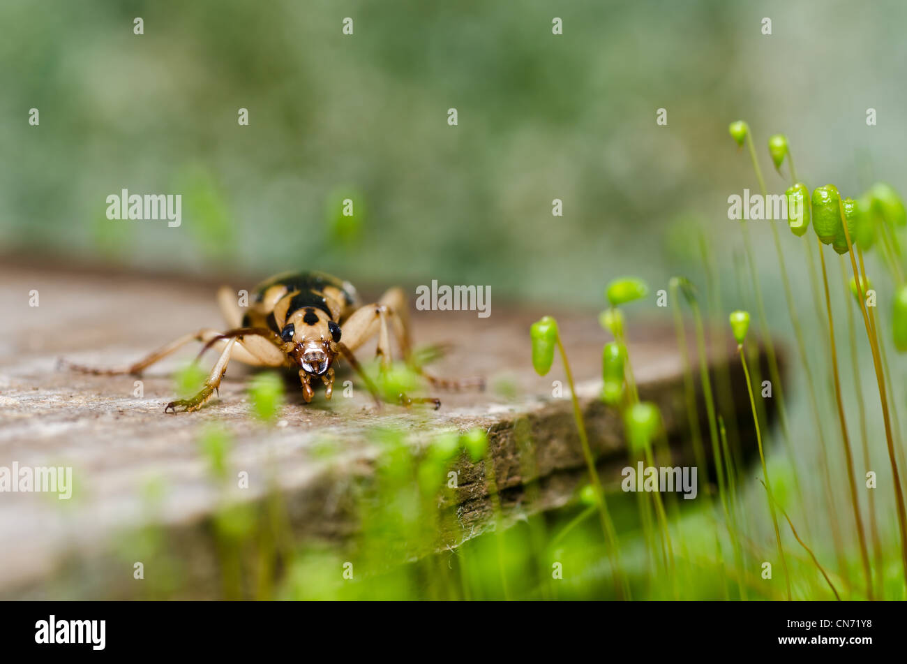 Chinese Insects High Resolution Stock Photography and Images - Alamy