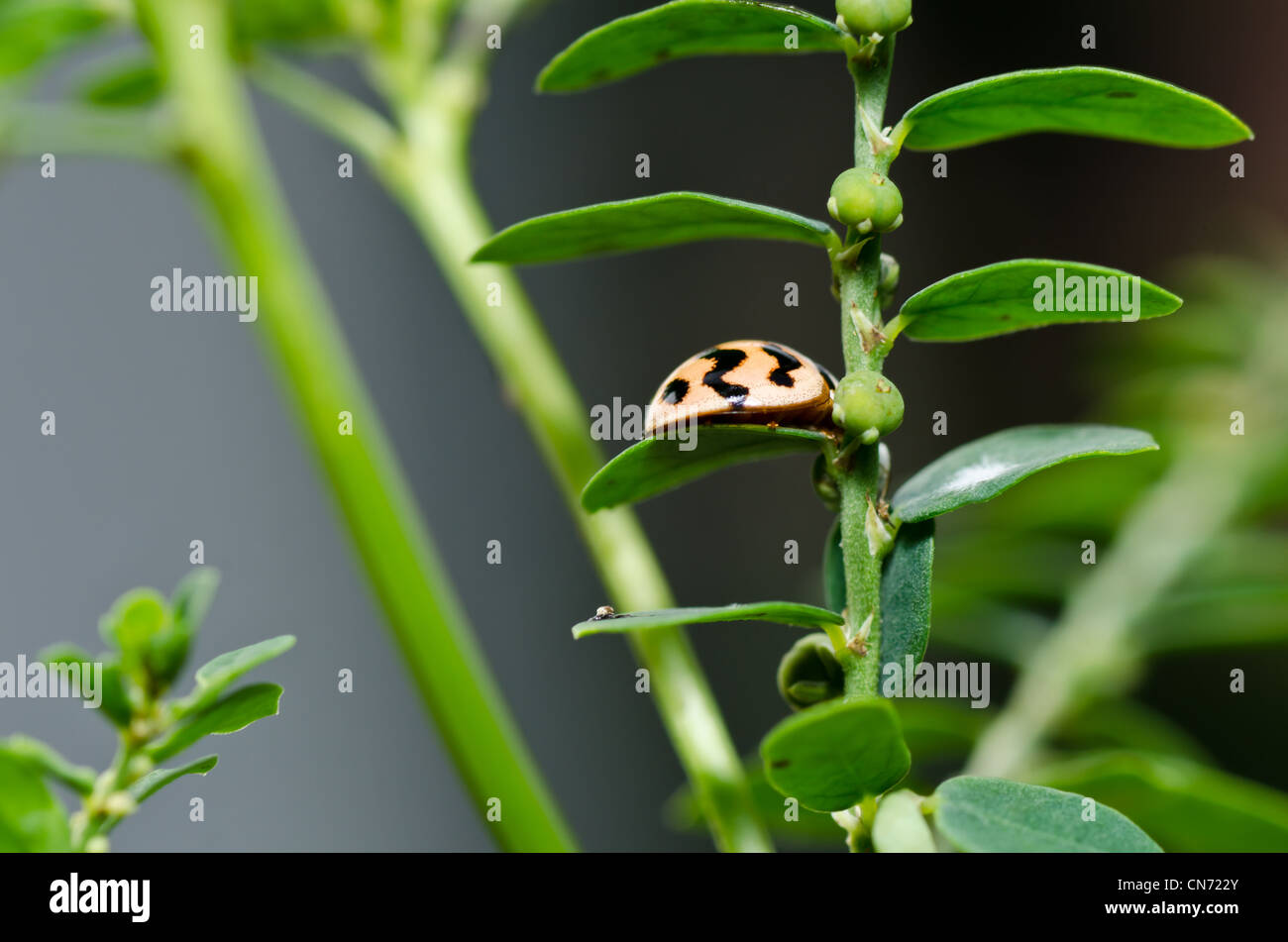 ladybug in the green nature or in the garden Stock Photo - Alamy