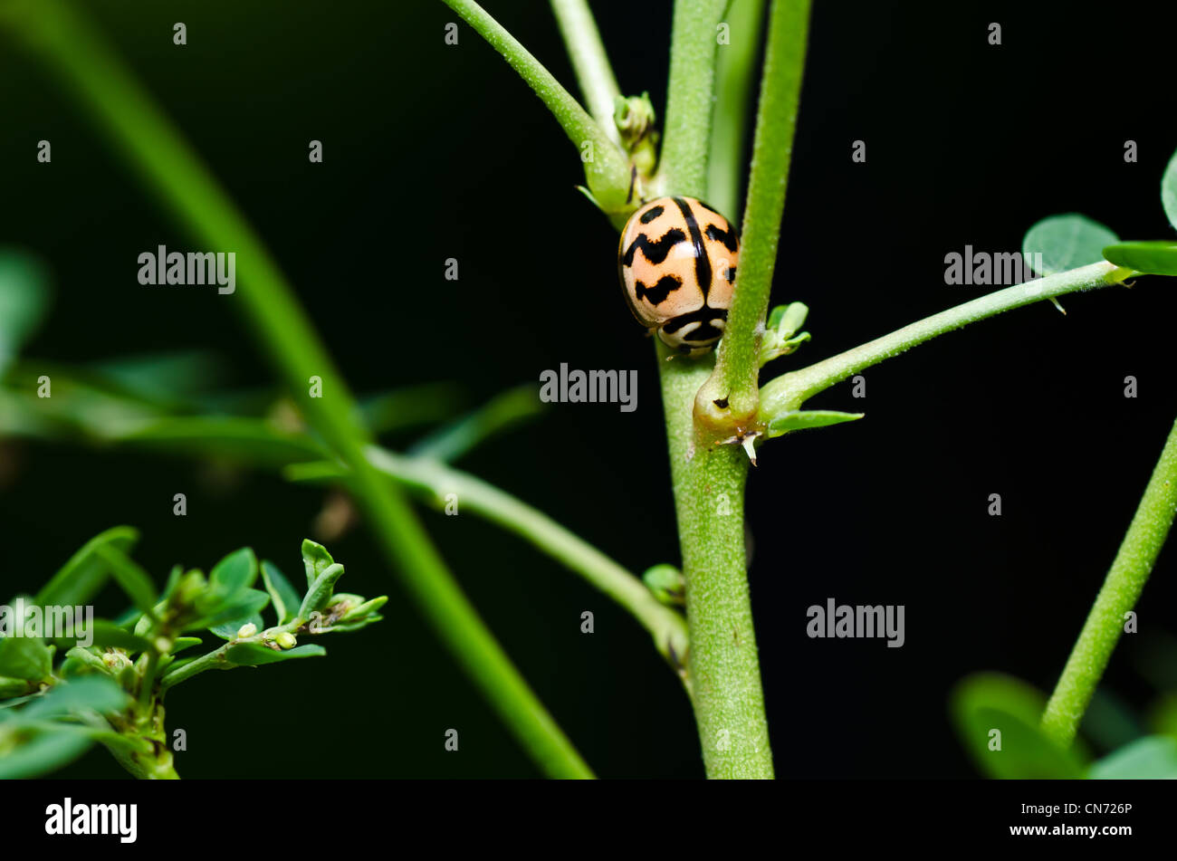 ladybug in the green nature or in the garden Stock Photo - Alamy