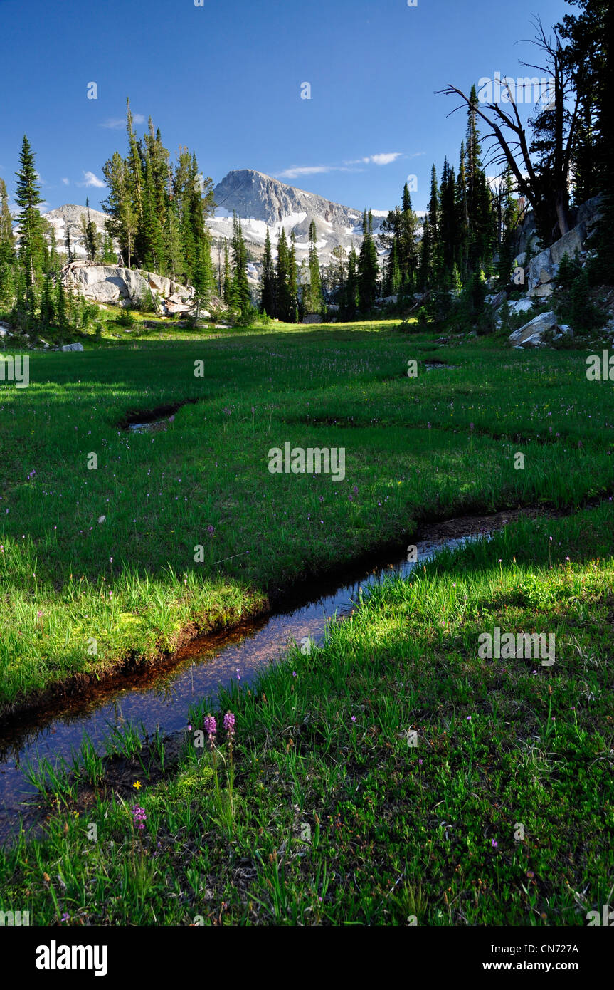 Stream and Elephant Head flowers in meadow with Eagle Cap Peak in the ...