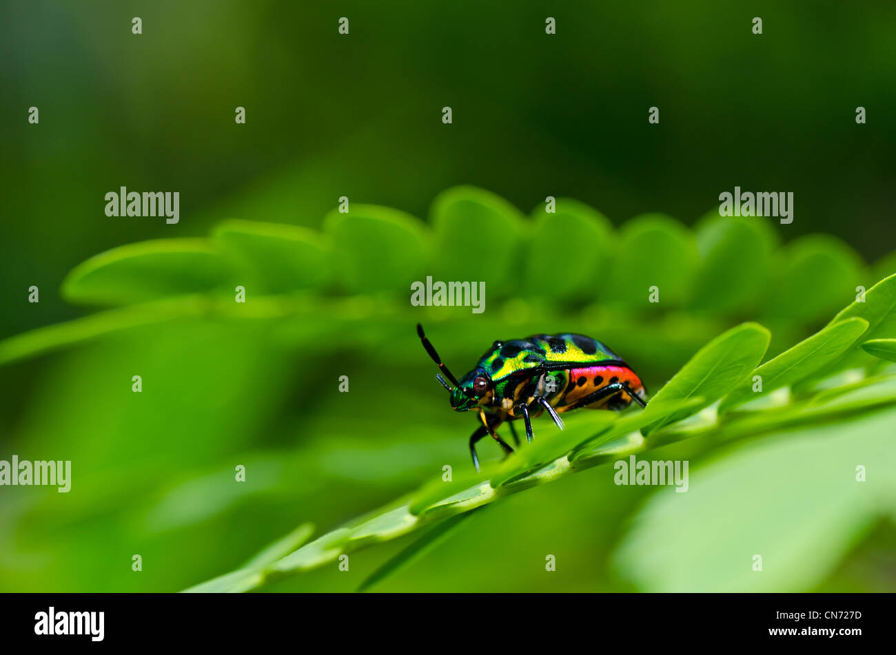 Bright green jewel beetle in hi-res stock photography and images - Alamy