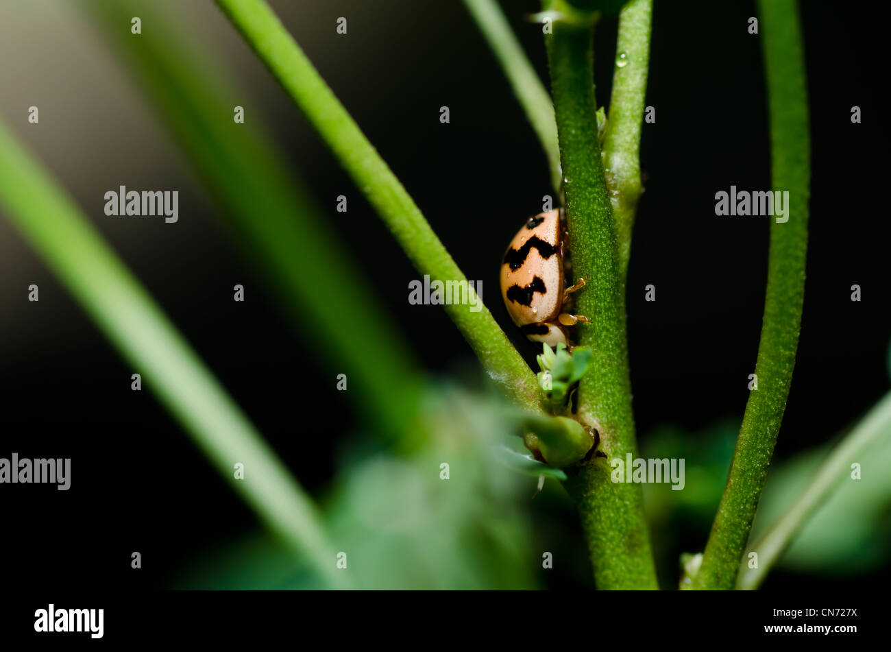 ladybug in the green nature or in the garden Stock Photo - Alamy