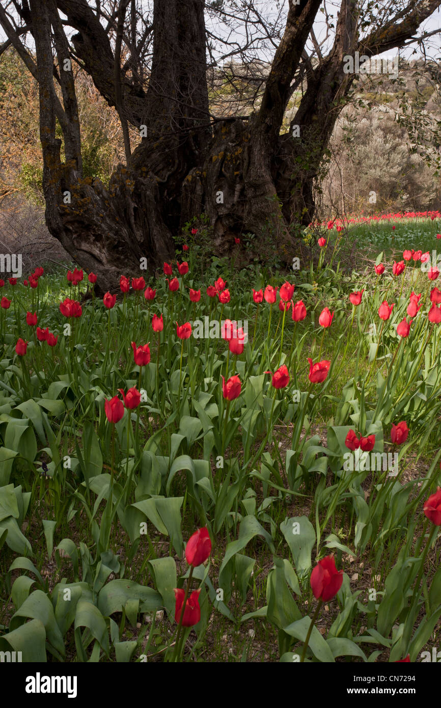 Chios wild tulips greece flowers hi-res stock photography and images ...