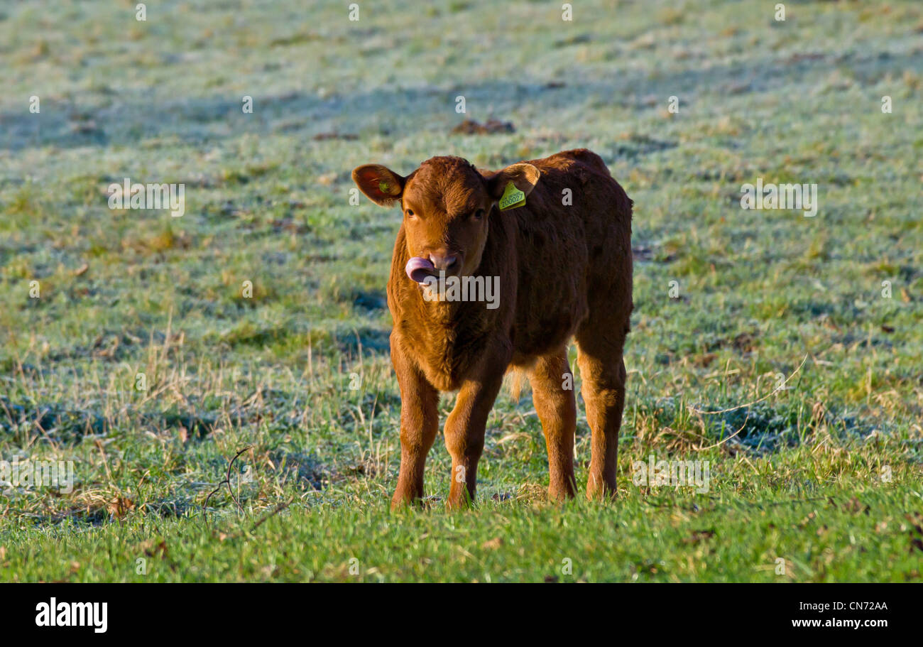 Calf in the morning hi-res stock photography and images - Alamy