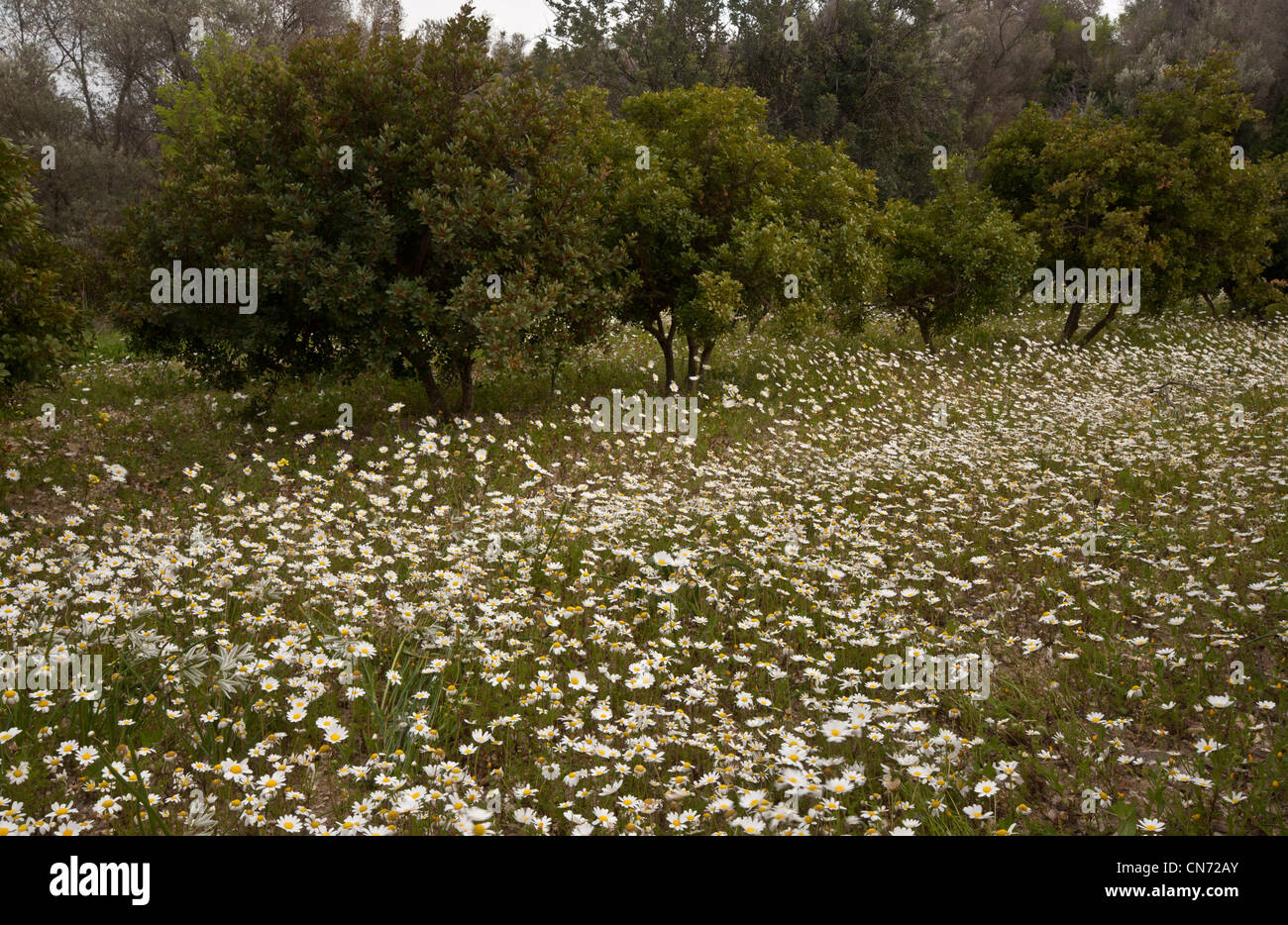 Mastic plant hi-res stock photography and images - Alamy