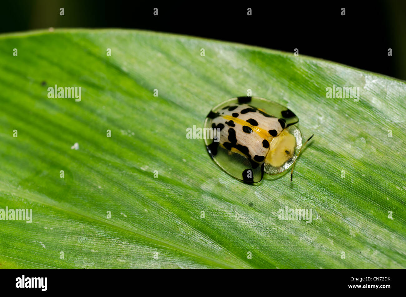 ladybug in the green nature or in the garden Stock Photo - Alamy