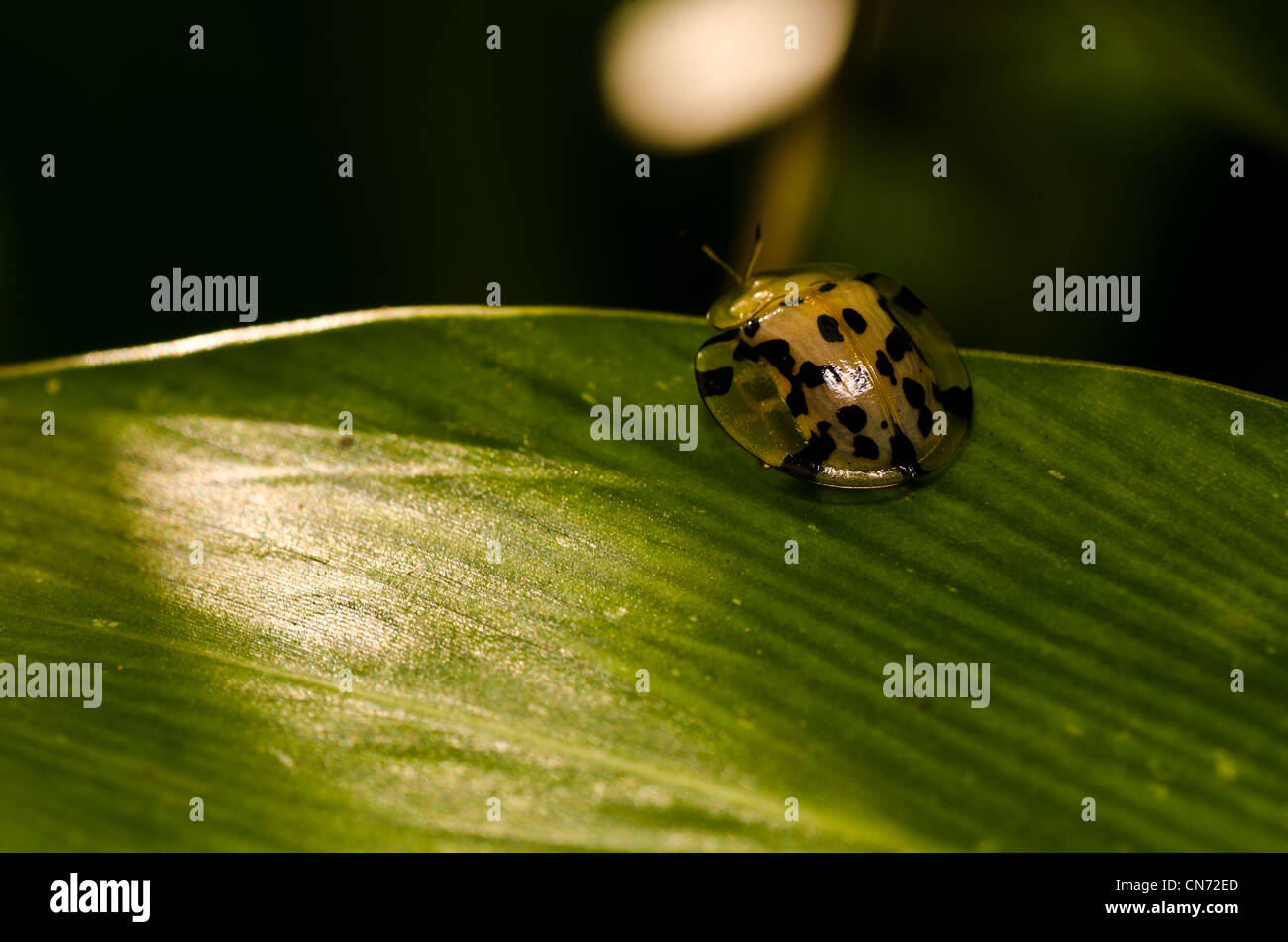 ladybug in the green nature or in the garden Stock Photo - Alamy