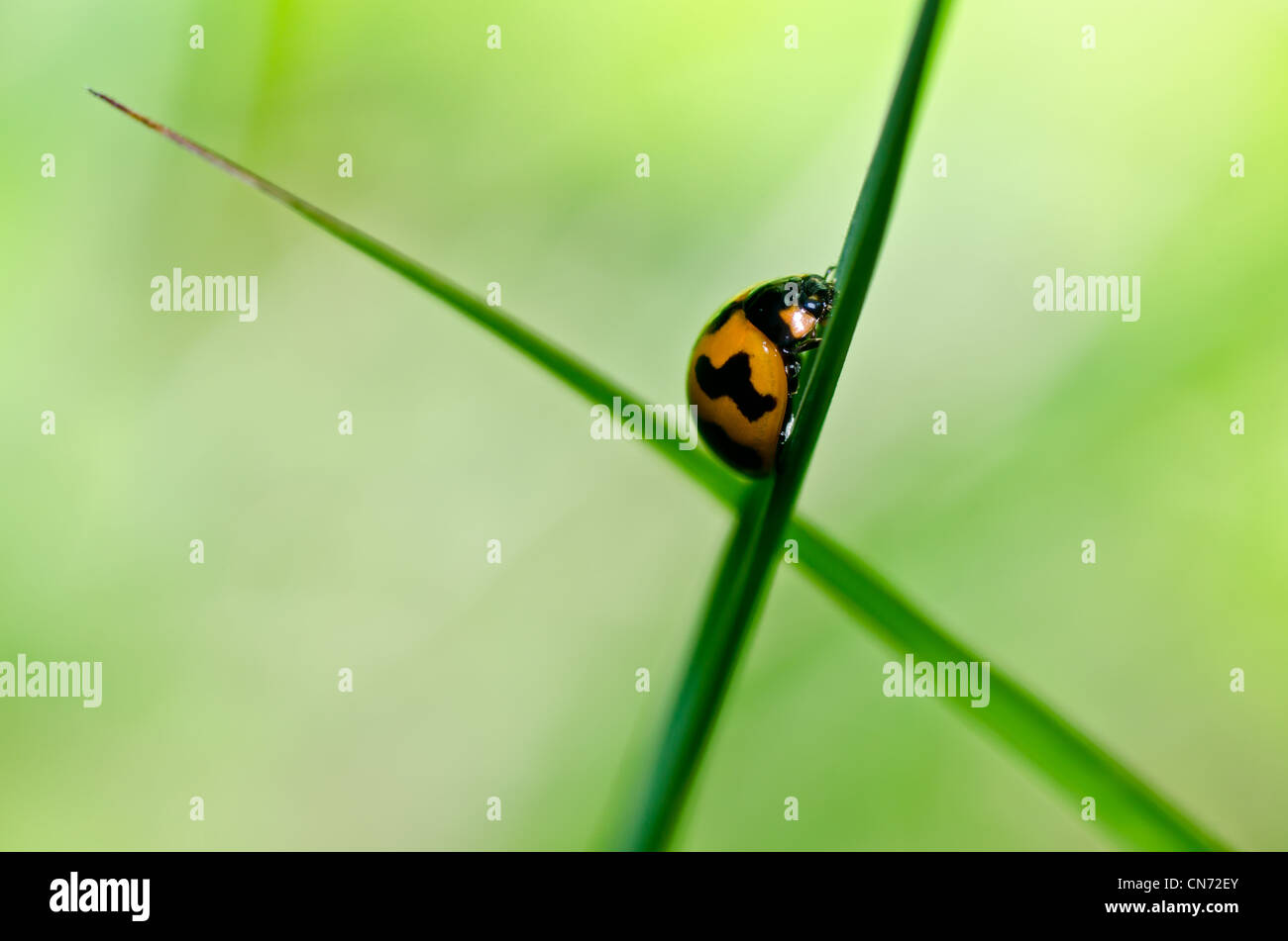 ladybug in the green nature or in the garden Stock Photo - Alamy
