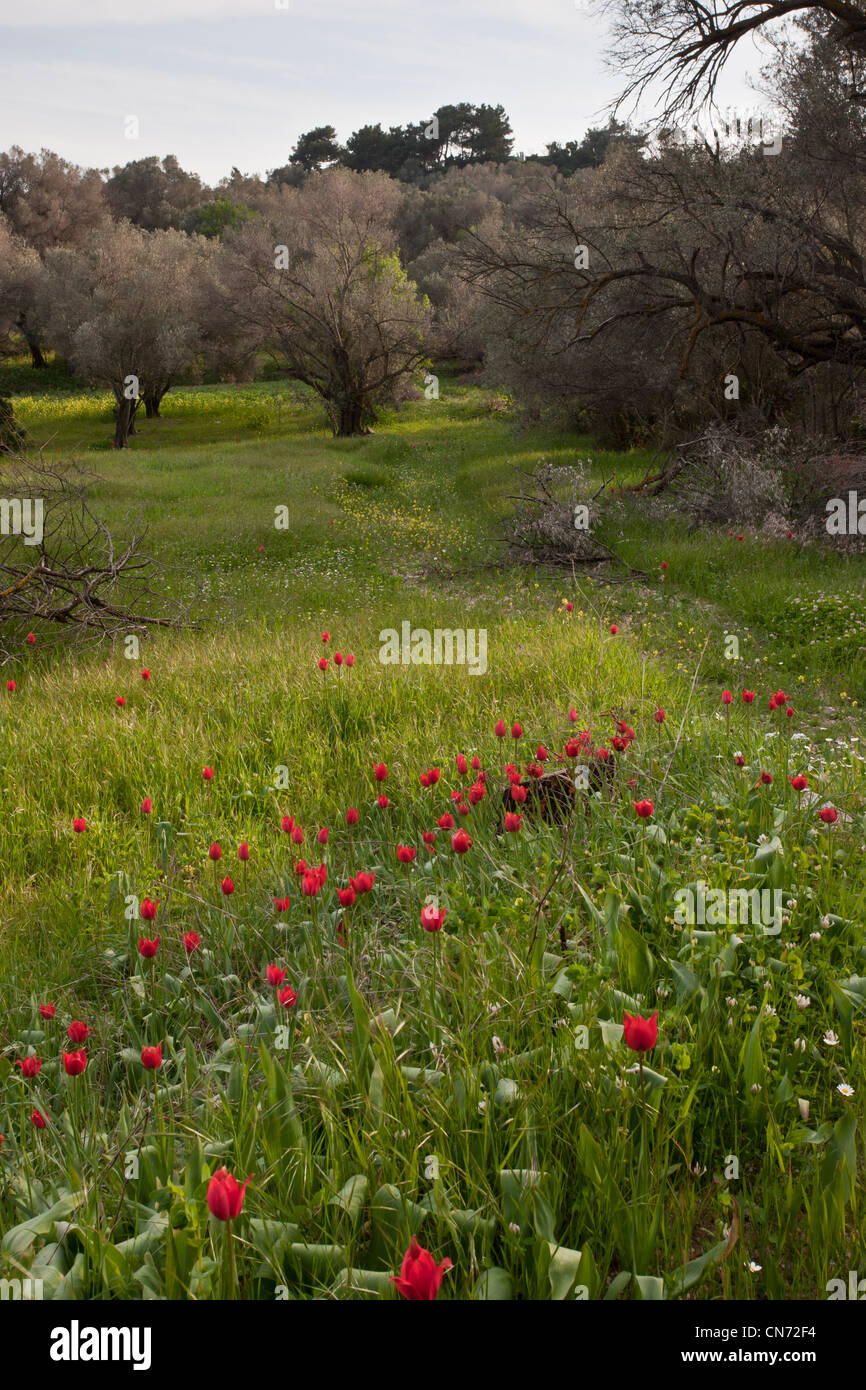 Chios wild tulips greece flowers hi-res stock photography and images ...