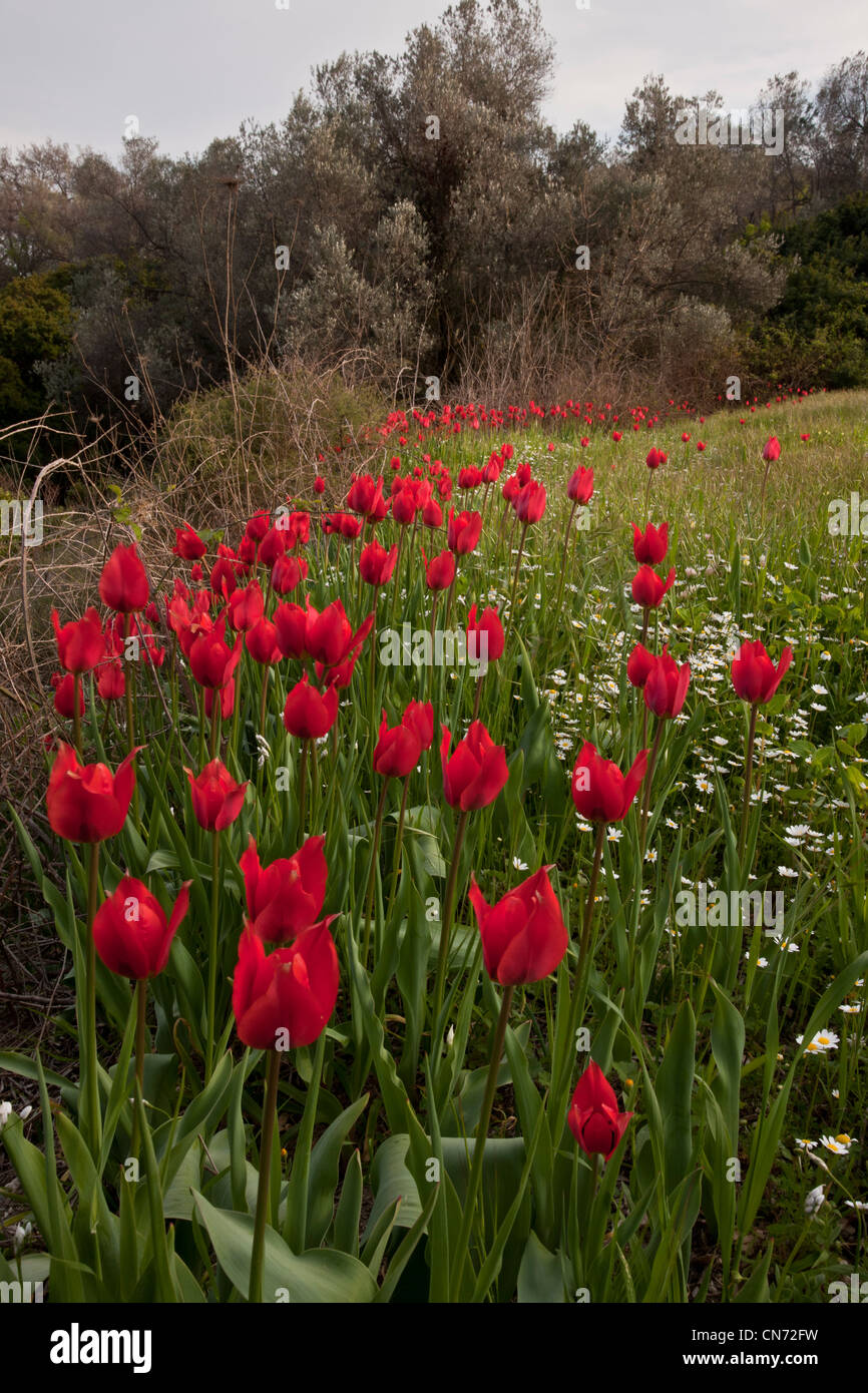 Chios wild tulips greece flowers hi-res stock photography and images ...